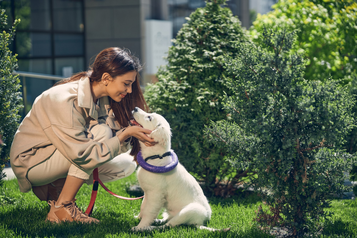Top 8 Most Pet-Friendly Communities in Dubai